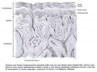 Struttura del palato molle - Medicinapertutti.it