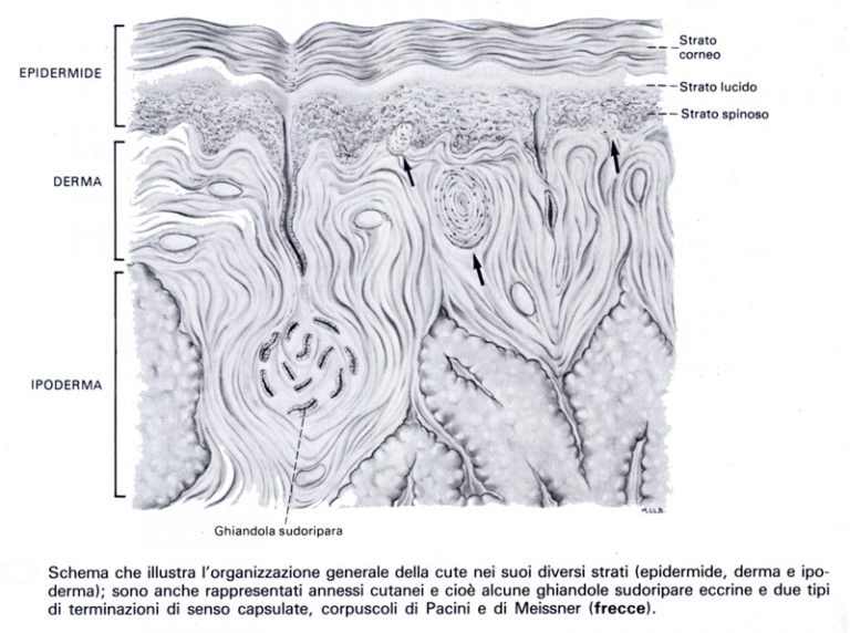 Derma - Medicinapertutti.it