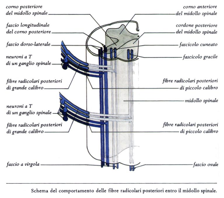 Ormoni - Medicinapertutti.it