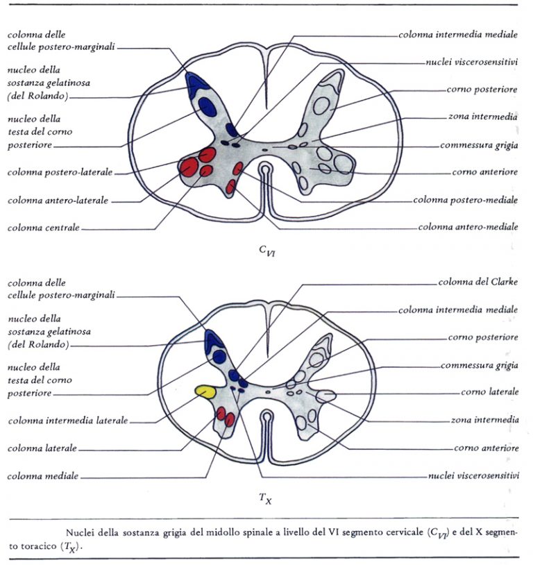 Terminologia anatomica - Medicinapertutti.it