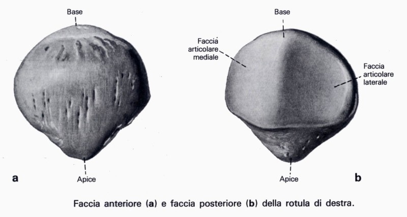 Rotula (o patella) - Medicinapertutti.it