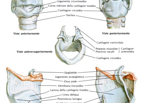 Medicinapertutti.it - Il sito per gli Studenti di Medicina e Chirurgia