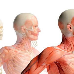 Capillari - Medicinapertutti.it