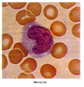 Monociti - Medicinapertutti.it
